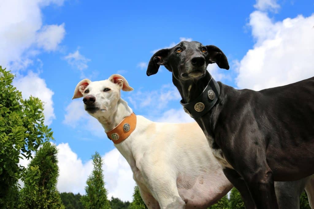 12 Hound Dog Breeds You Need to Meet | The Dog People by Rover.com