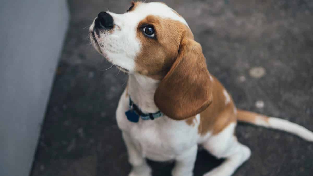 12 Hound Dog Breeds You Need to Meet | The Dog People by Rover.com