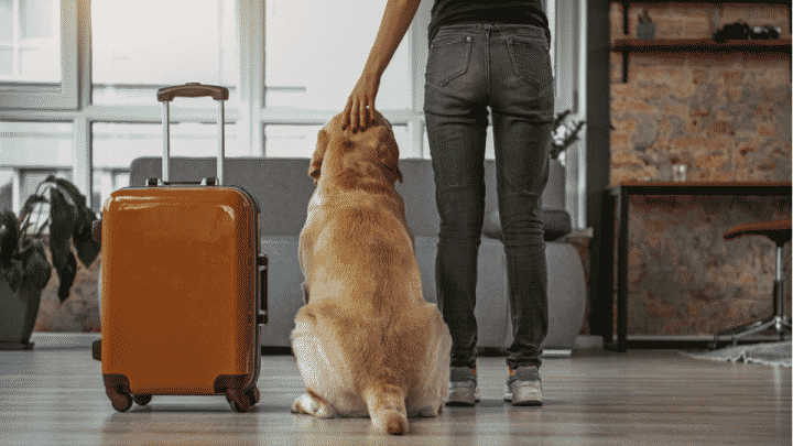 Pet Passports | Making Plans to Travel With Your Pet After Brexit