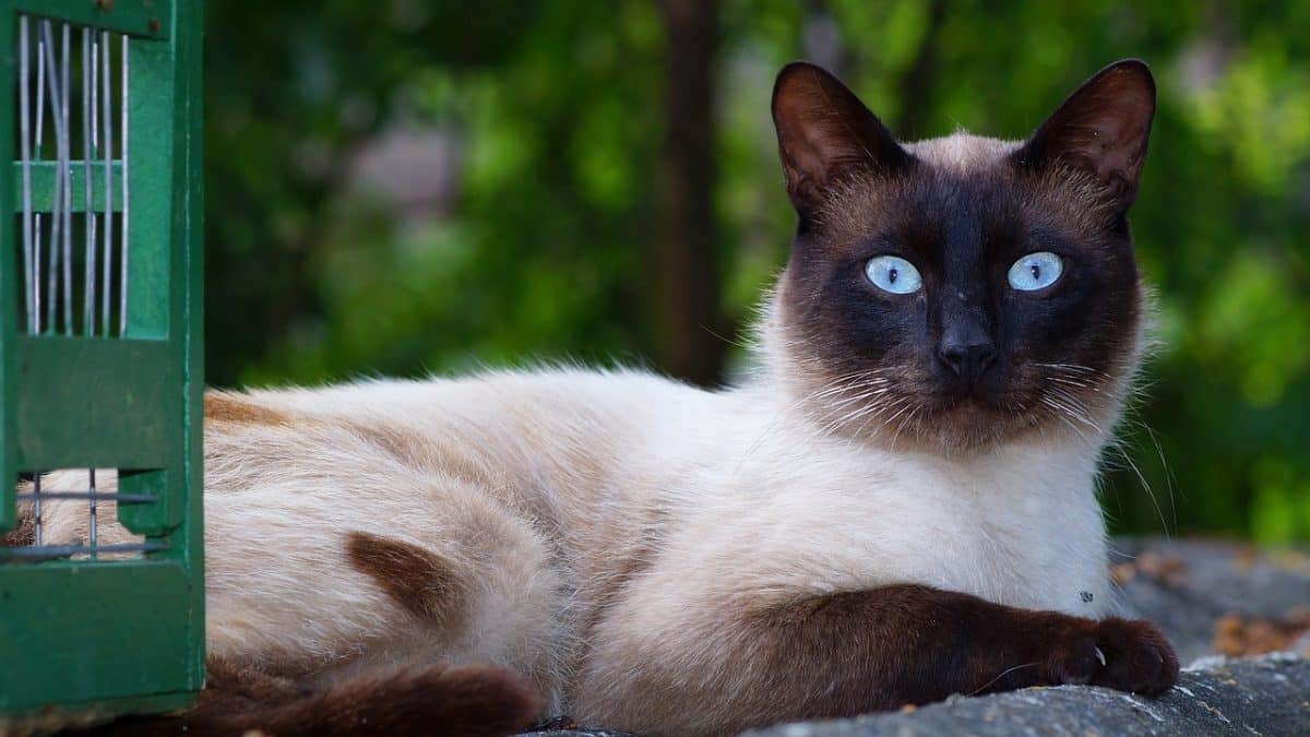 10 Surprising Facts About Siamese Cats | The Dog People by Rover.com