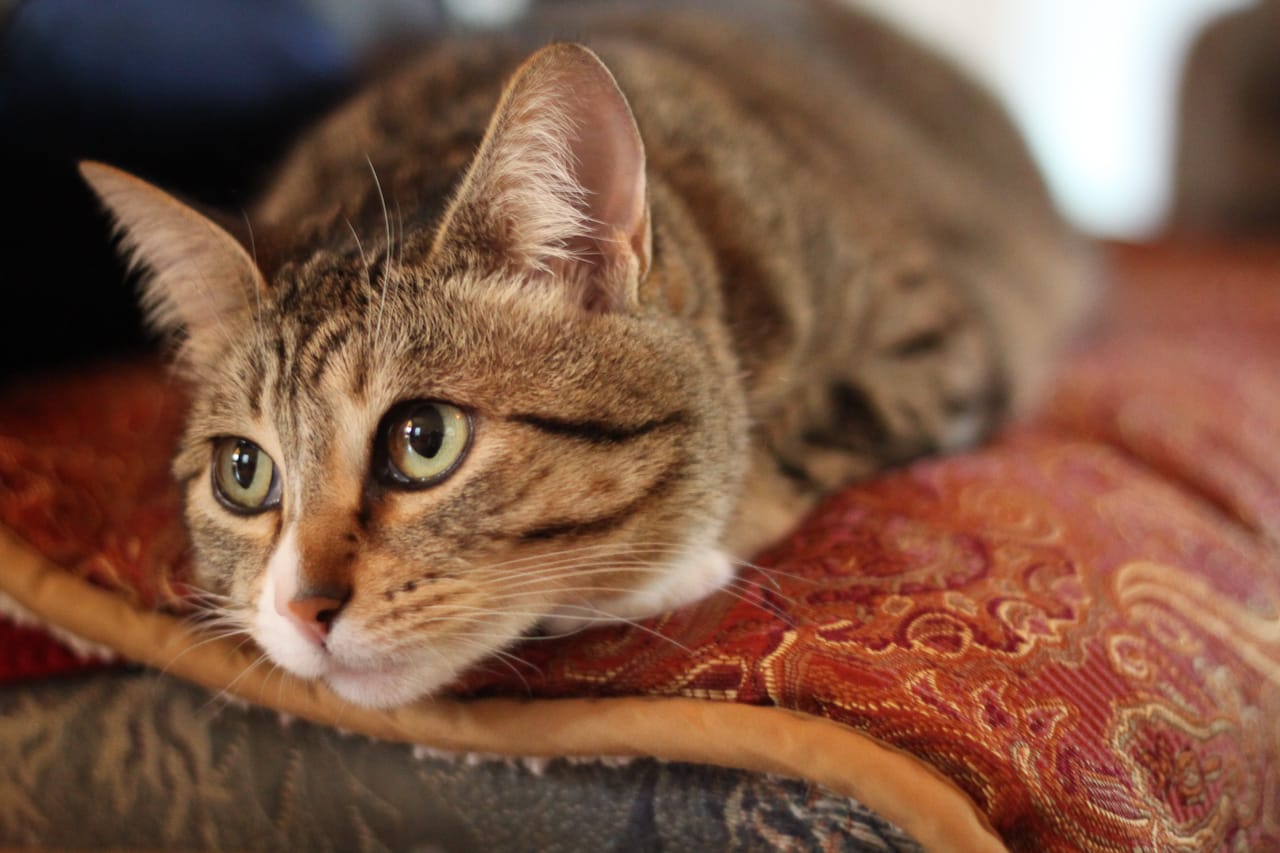 Small Cat Breeds | 10 Itty Bitty Kitties Who Are Beyond Adorable