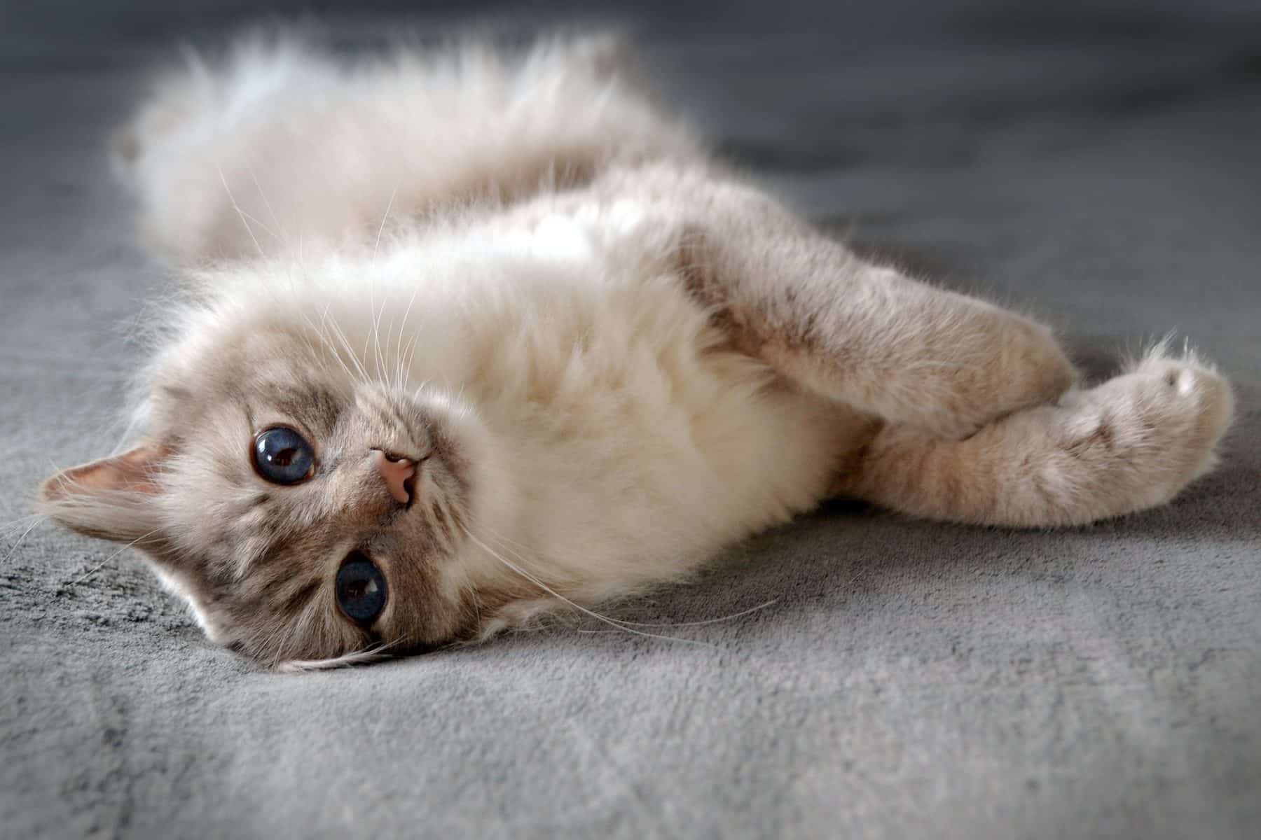 Small Cat Breeds | 10 Itty Bitty Kitties Who Are Beyond Adorable