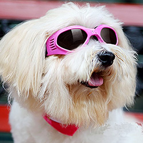 Dog Sunglasses | The Very Best Dog Goggles and Sunglasses from Sport to ...