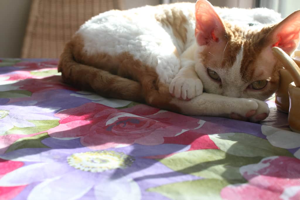 Small Cat Breeds | 10 Itty Bitty Kitties Who Are Beyond Adorable