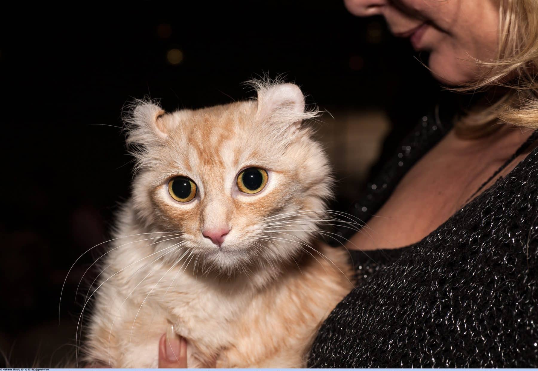 Small Cat Breeds | 10 Itty Bitty Kitties Who Are Beyond Adorable