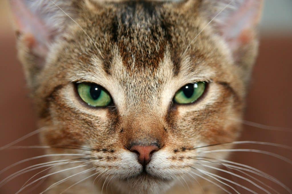 8 Fascinating Facts About the Abyssinian Cat | The Dog People by Rover.com