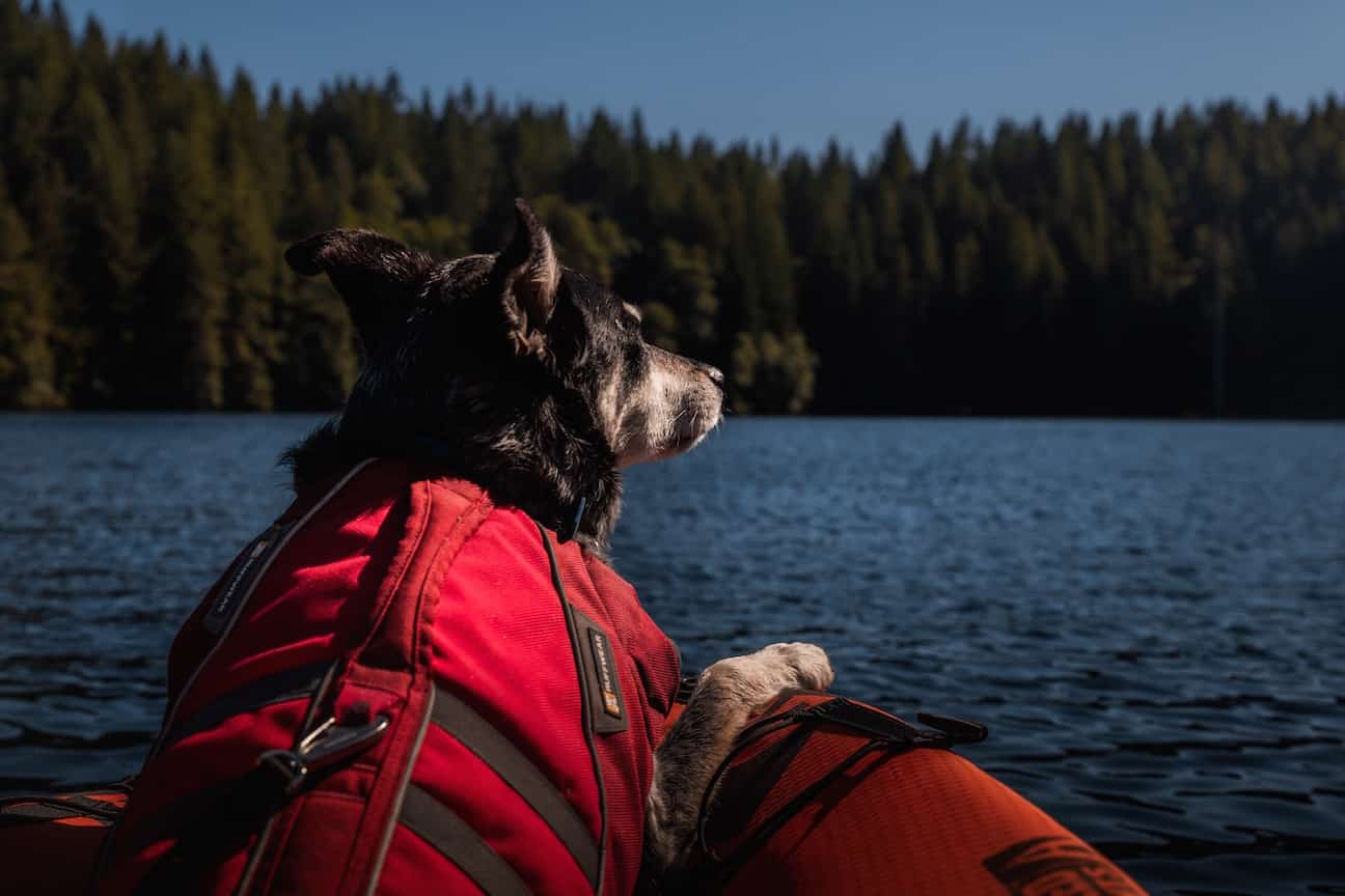 Dog Kayaks: A Guide to Kayaking with Your Dog (and Which Kayaks Are ...