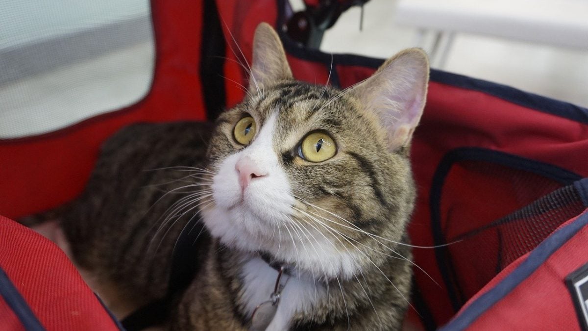 The 9 Best Cat Strollers for Cats on the Go