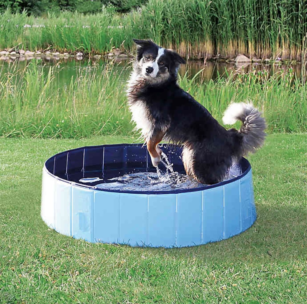 Dog Pools and Accessories | Best Dog Pools and Accessories