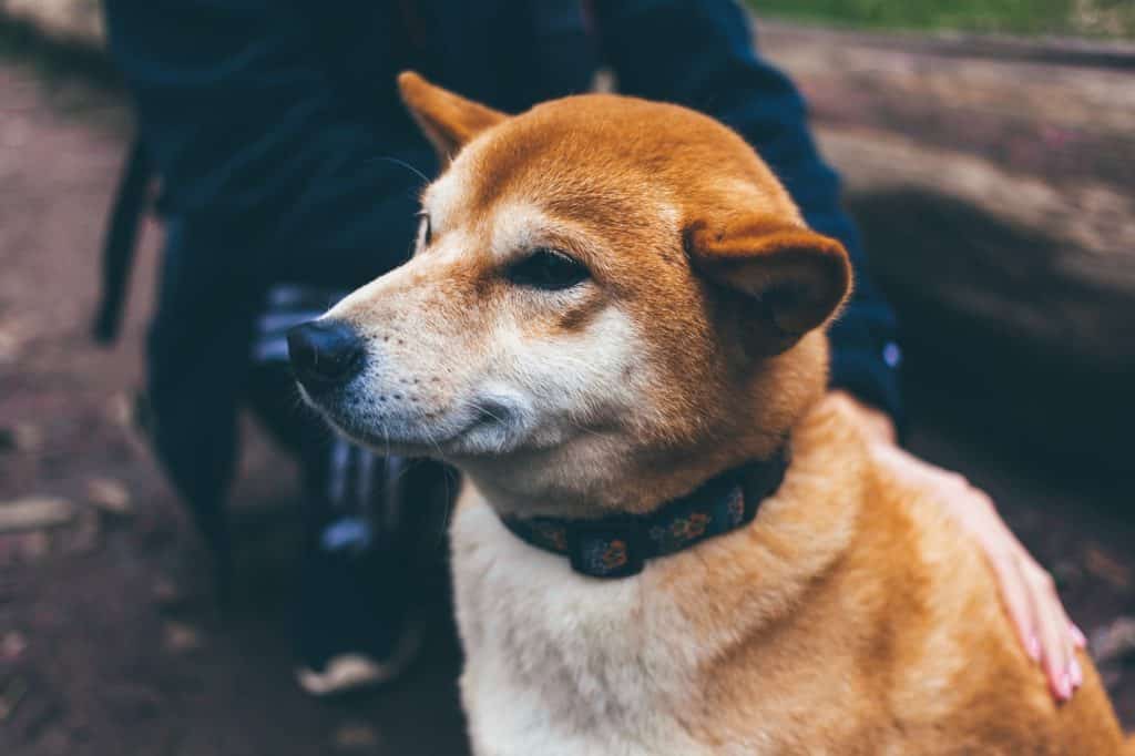 15 Surprising Shiba Inu Facts You Need to Know Before Getting a Shiba