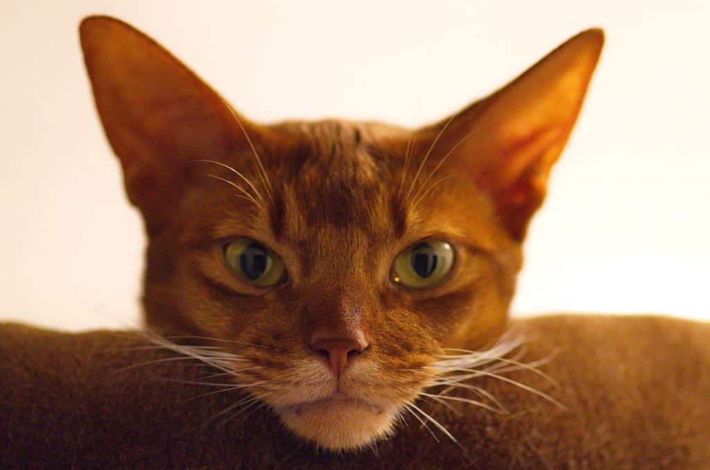 8 Fascinating Facts About the Abyssinian Cat | The Dog People by Rover.com