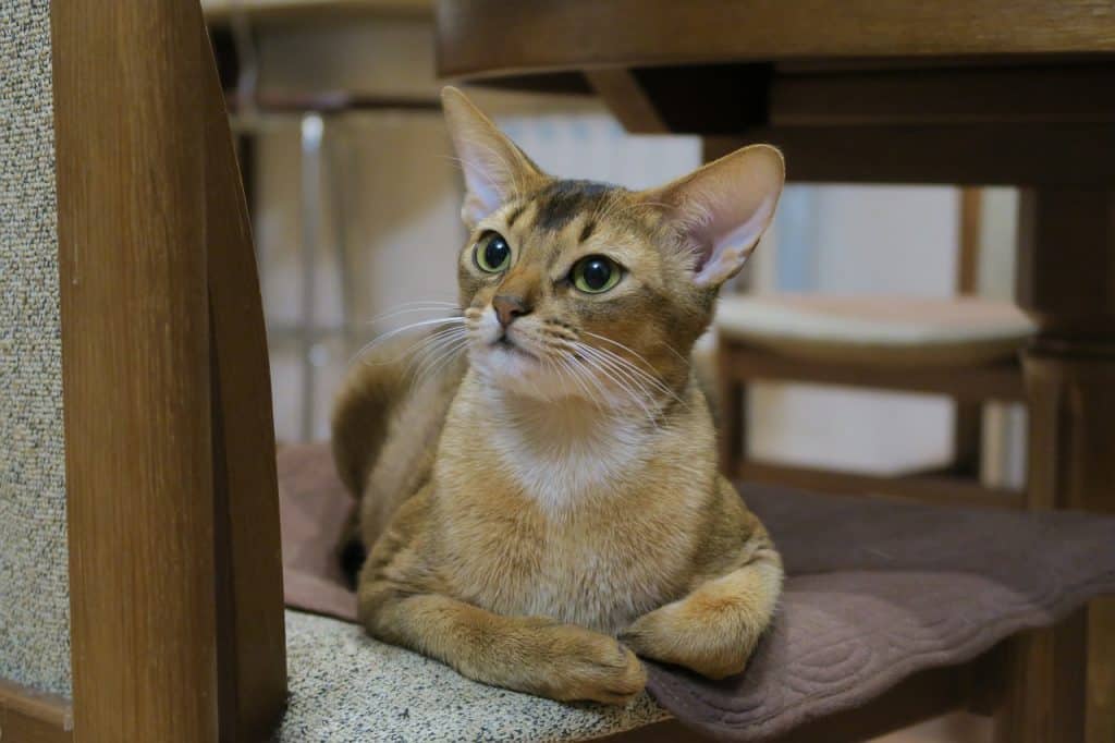 8 Fascinating Facts About the Abyssinian Cat | The Dog People by Rover.com