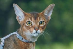 8 Fascinating Facts About the Abyssinian Cat | The Dog People by Rover.com