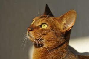 8 Fascinating Facts About the Abyssinian Cat | The Dog People by Rover.com