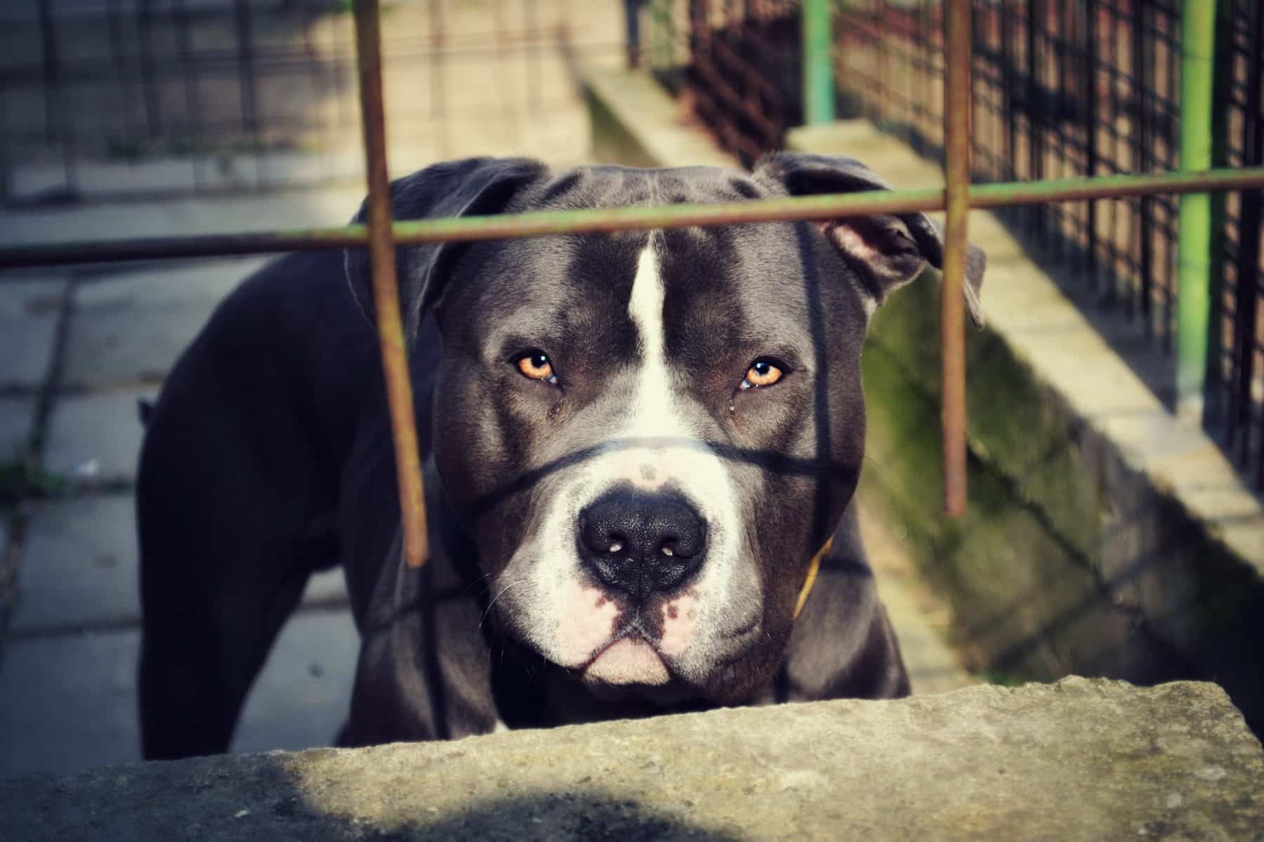 American Staffordshire Terrier Vs Pitbull: Tell Them Apart