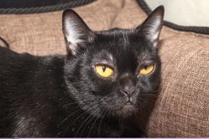 10 Facts You Probably Didn't Know About Bombay Cats | The Dog People by ...