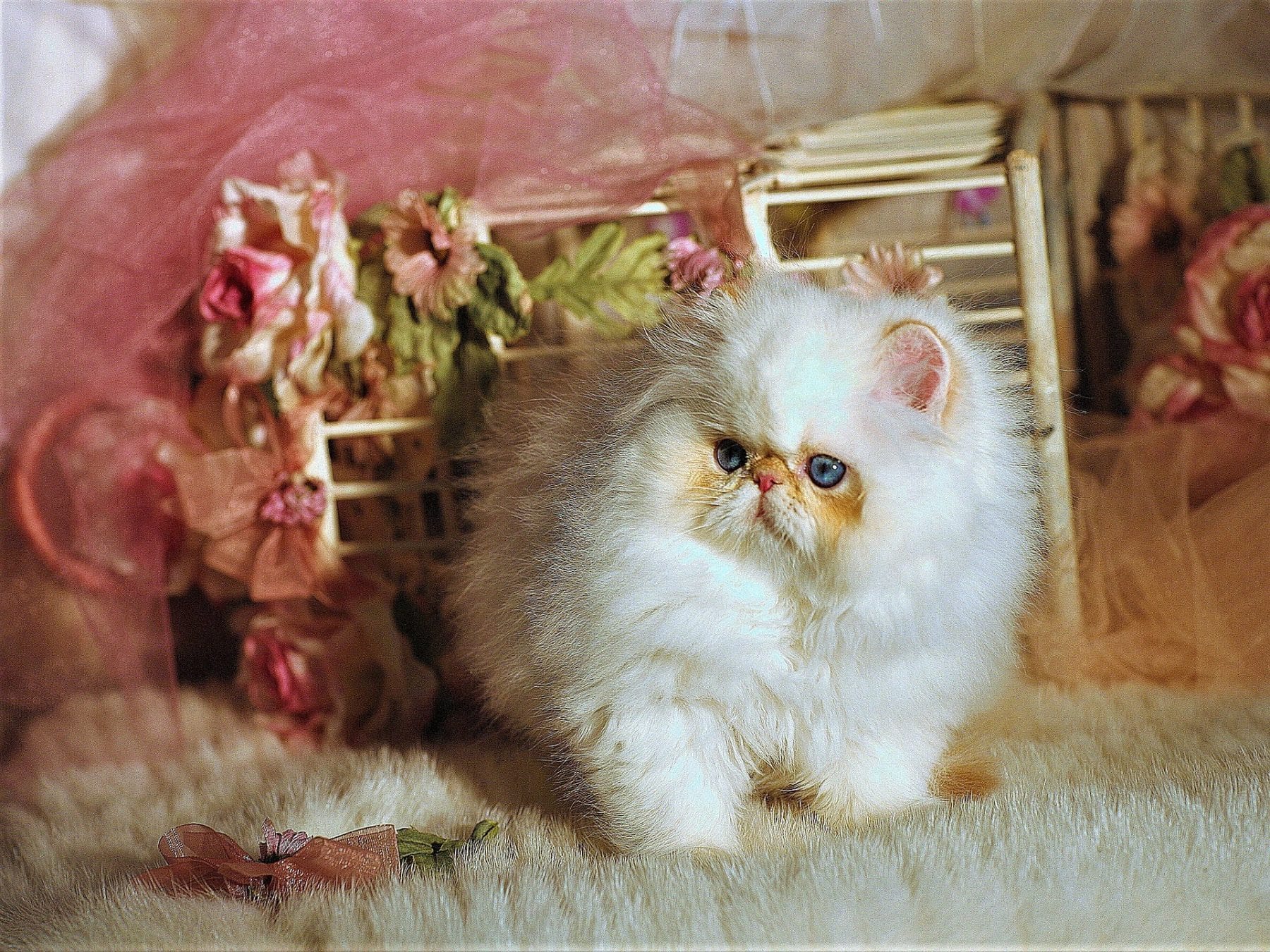 Small Cat Breeds | 10 Itty Bitty Kitties Who Are Beyond Adorable