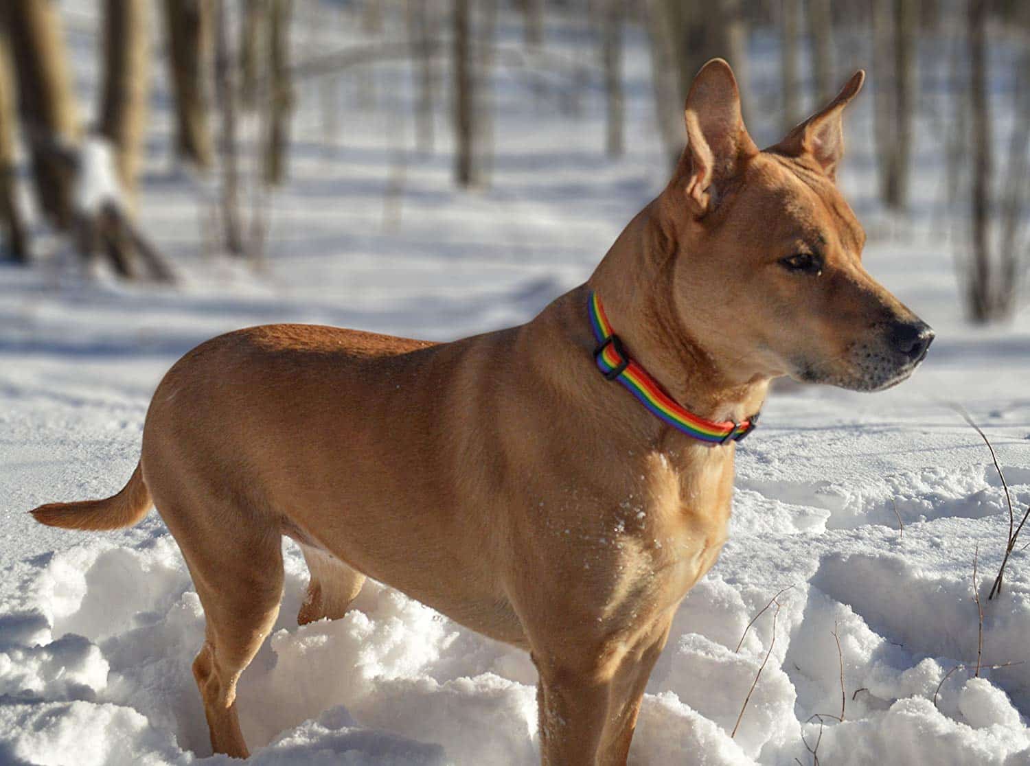 18 Ways to Dress Your Dog Like a Big Ol’ Rainbow for Pride and Beyond ...