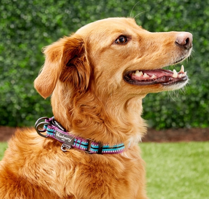 Cute Dog Collar | 18 Cute Dog Collars for Every Dog
