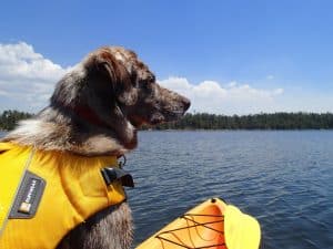 Dog Kayaks: A Guide to Kayaking with Your Dog (and Which Kayaks Are ...