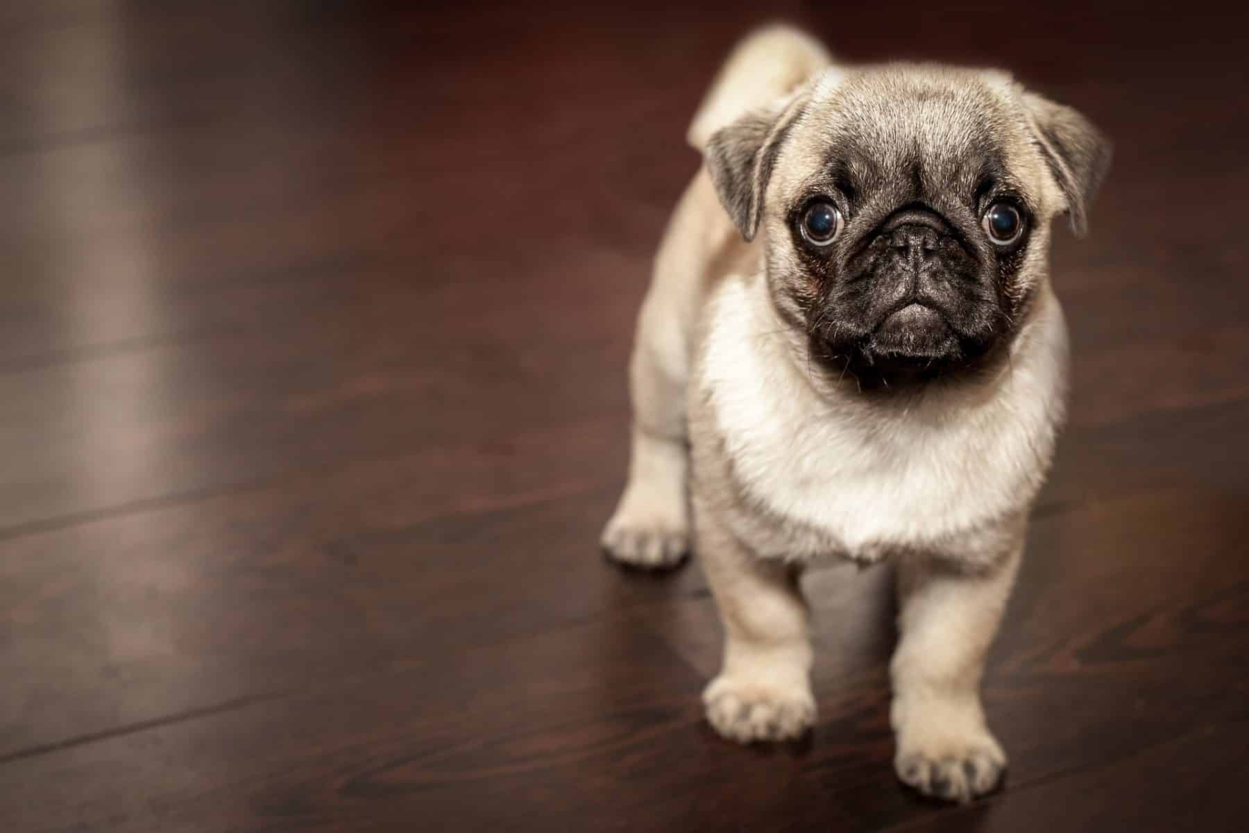 9 Warning Signs of an Unhappy Dog | The Dog People by Rover.com