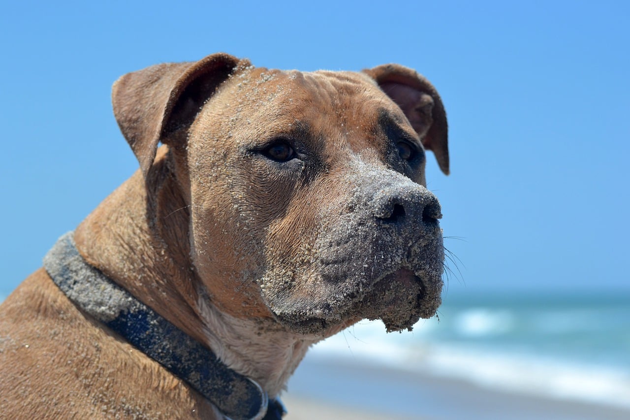 Where Can I Take My Dog Swimming Near San Diego The Dog People By where-can-i-take-my-dog-swimming-near-san-diego-the-dog-people-by