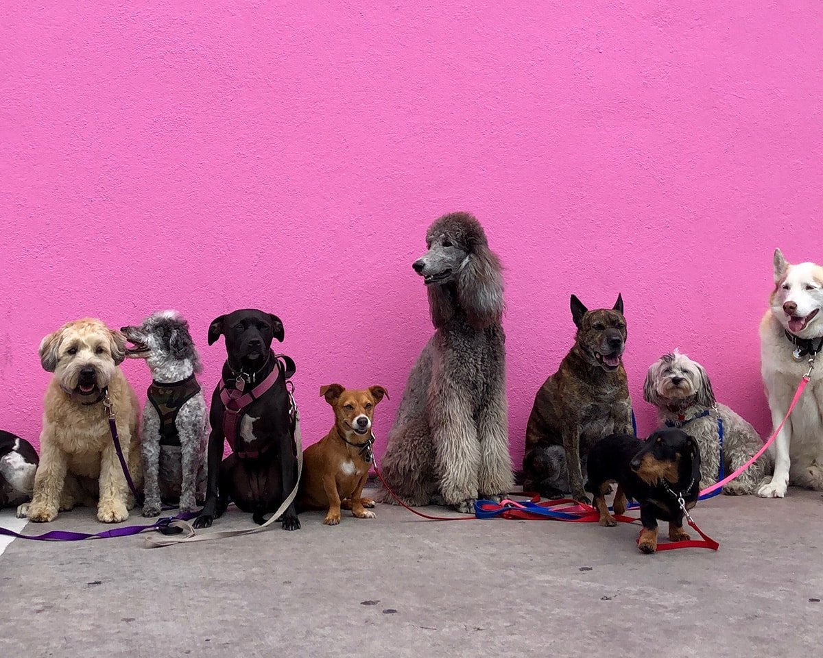 9 Reasons Dogs Make the Very Best Friends, the End | The Dog People by ...