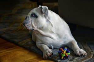 10 Signs Your Dog Is Unhappy