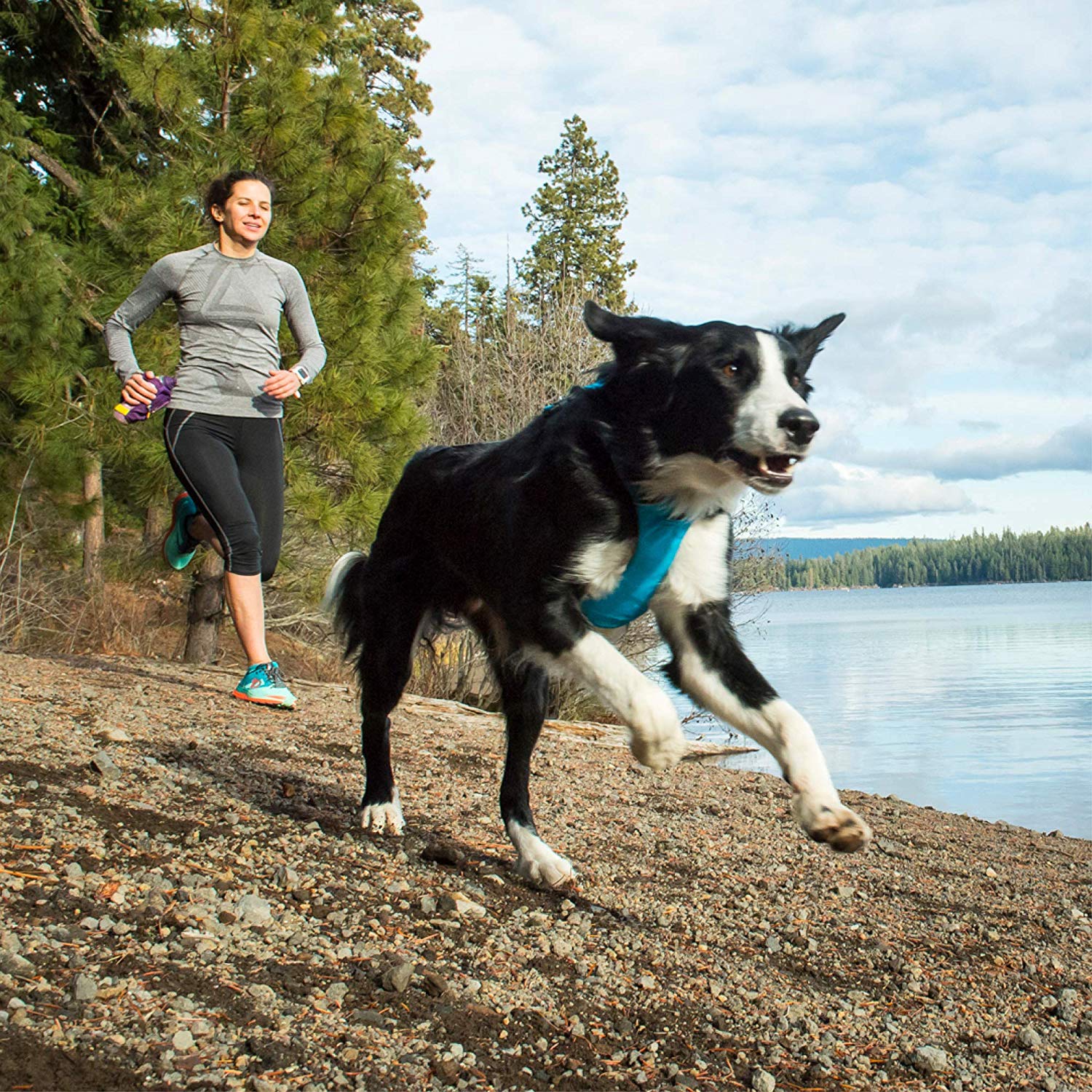 Your Complete Guide to Dog Harnesses | The Dog People by Rover.com