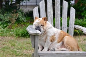 10 Signs Your Dog Is Unhappy