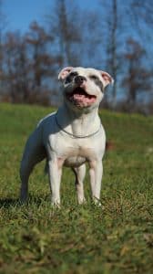 American Staffordshire Terrier Vs Pitbull: Tell Them Apart