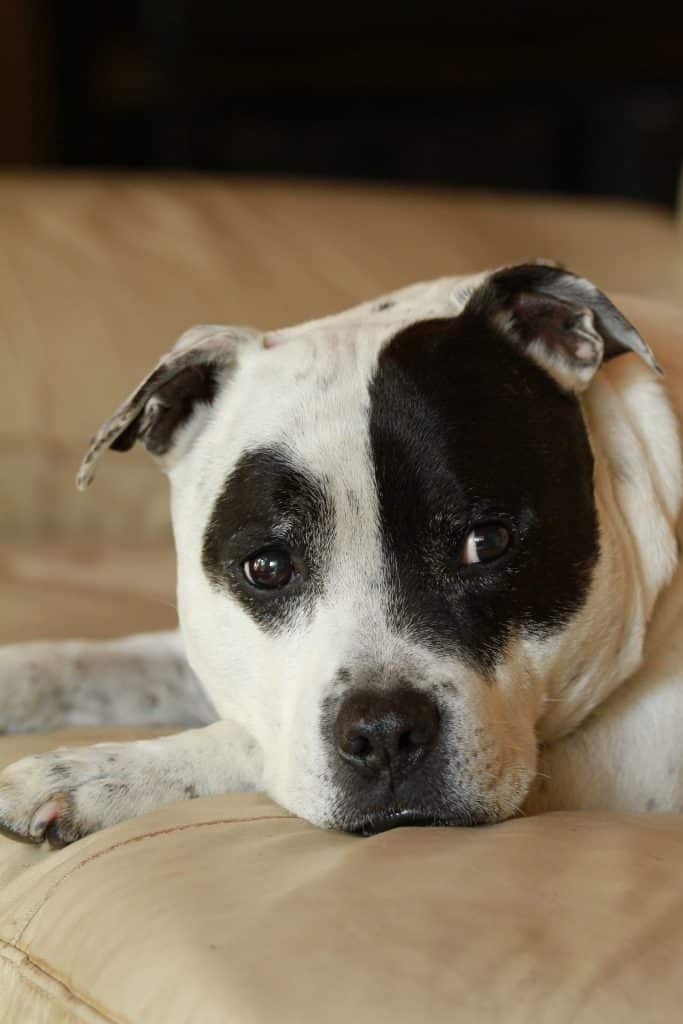 American Staffordshire Terrier Vs Pitbull: Tell Them Apart