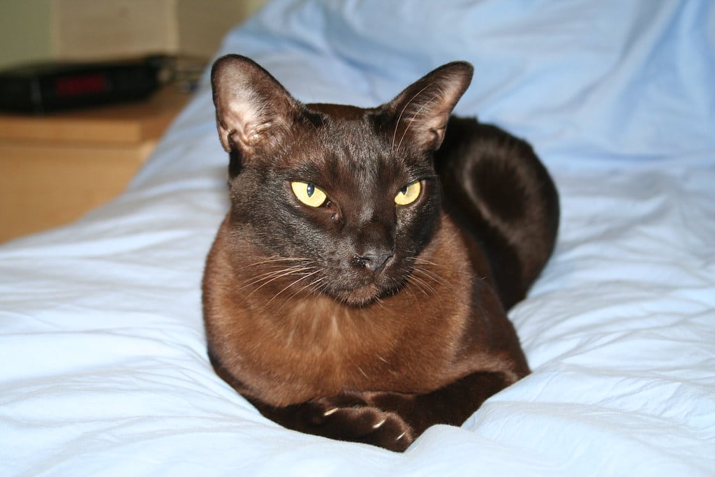 11 Facts You Probably Don't Know About the Burmese Cat