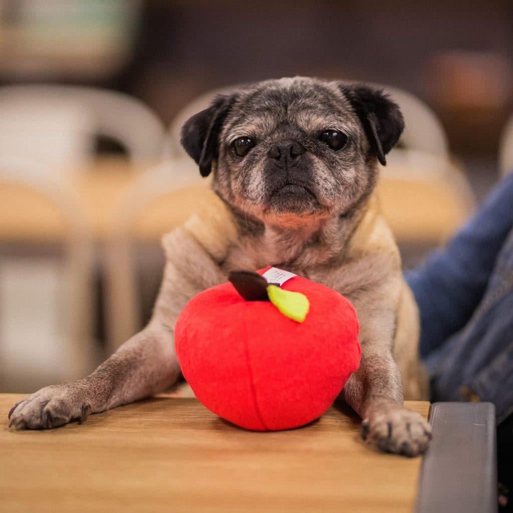 Back-to-School Dogs: 6 Essentials To Kick the School Year Off Right