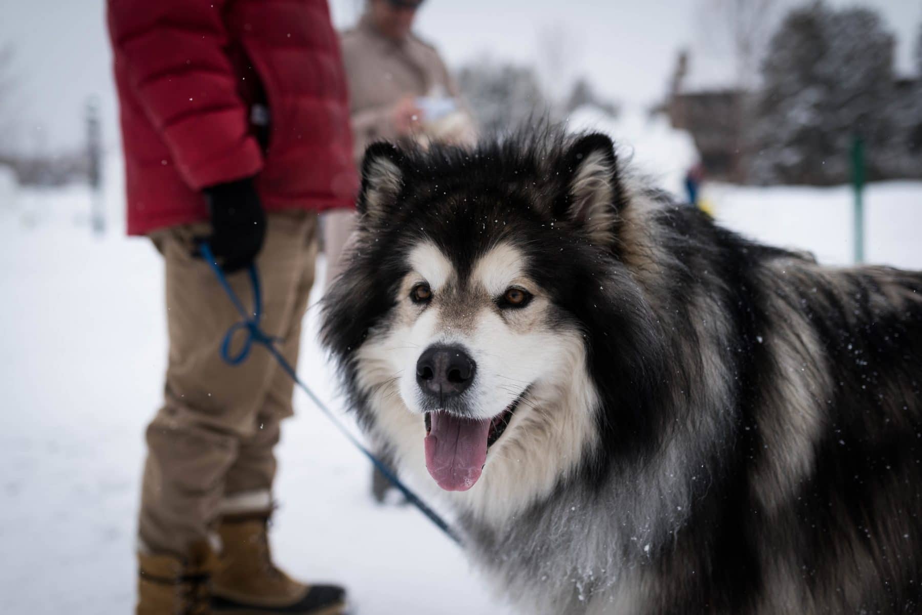 11 Beautiful Dogs That Look Like Wolves | The Dog People