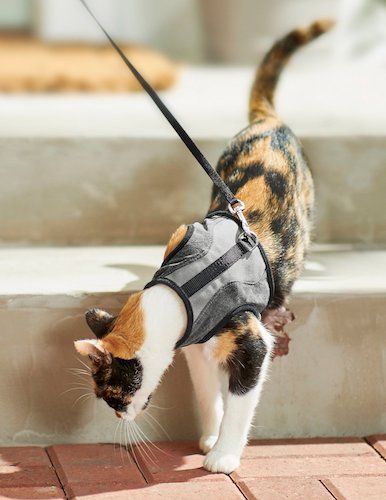 Cat Leashes That Are Seriously Sleek for Any Type of Cat