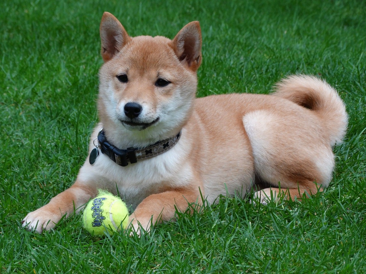 10 Dogs That Look Like Foxes You'll Want to Meet | The Rover Blog