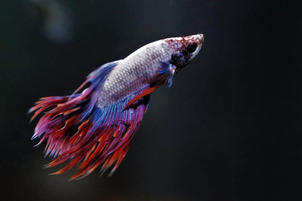 Cute Fish Names Astonishingceiyrs Cute Fish Names Astonishingceiyrs