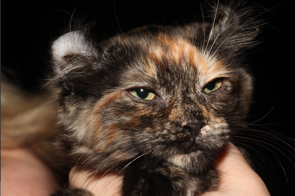 American Curl Cats: 8 Facts You Probably Don't Know