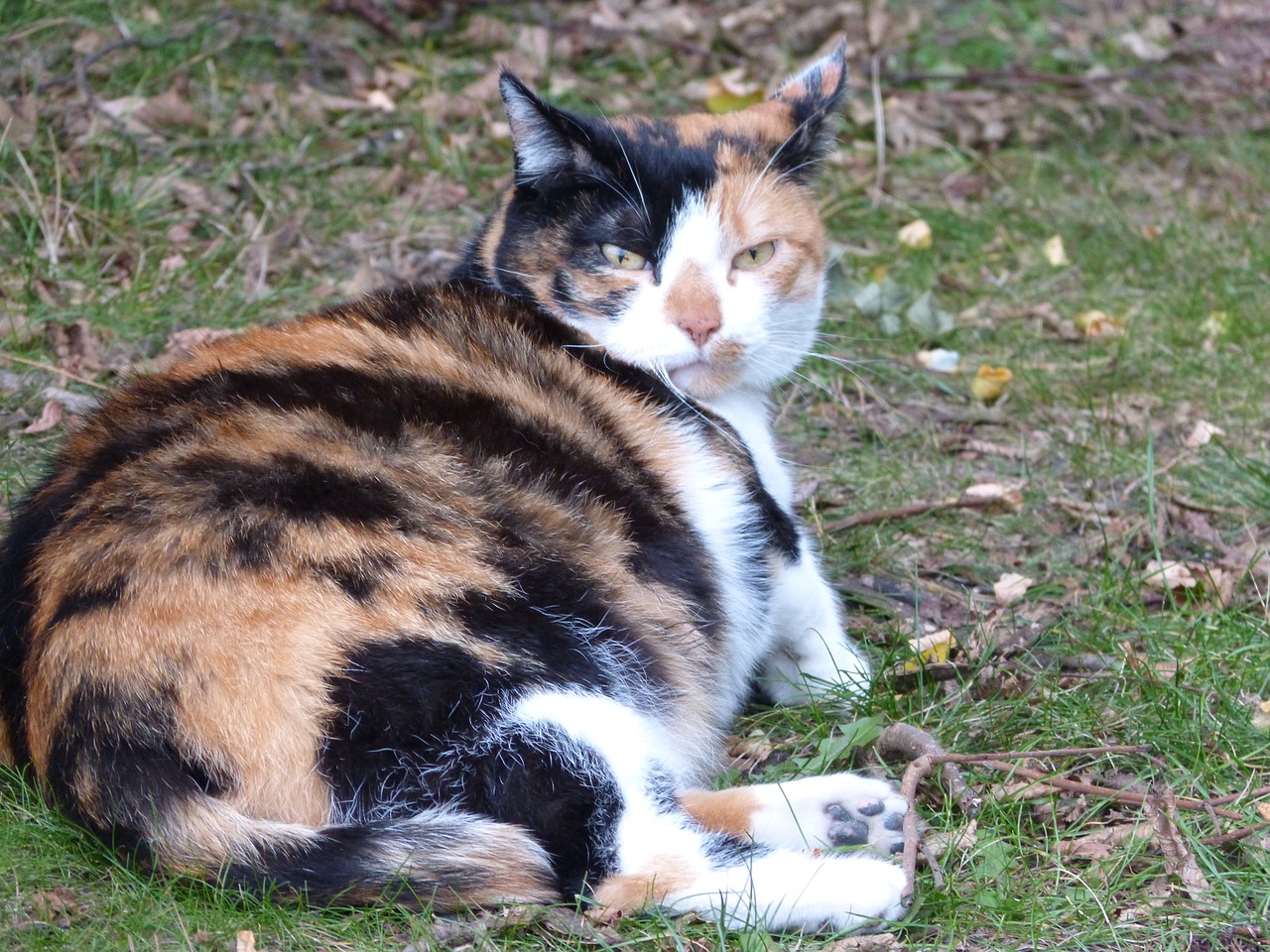 Quelle est la durée de grossesse d'une chatte ? Nos réponses.