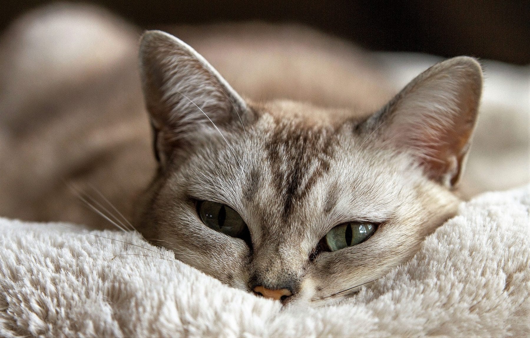 Do Cats Fart? What You Need to Know About Cat Flatulence