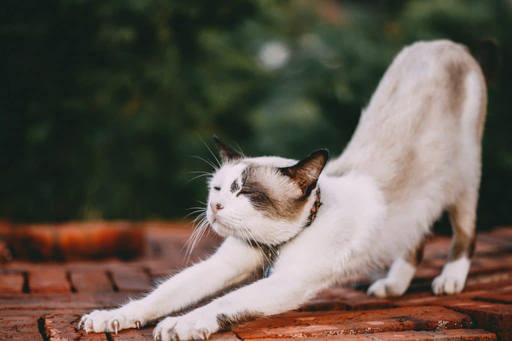 Cat Scratching: Why Cats Do It and Steps to Take When It's Destructive