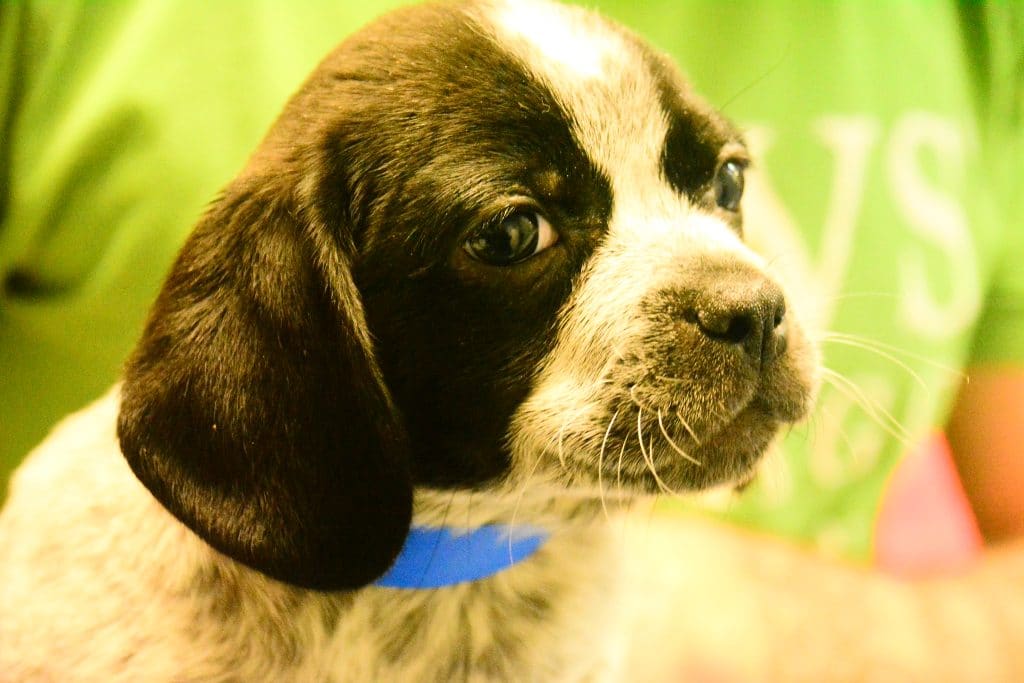 How to Adopt a Dog in Chicago | The Dog People by Rover.com