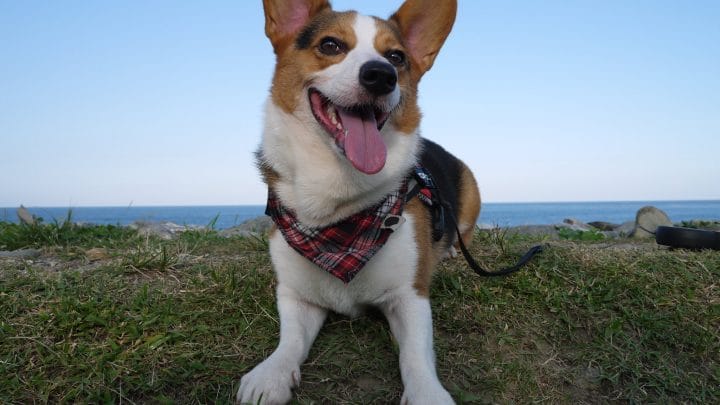 Corgi's: Geschiedenis, gezondheid, karakter en meer over dit hondenras