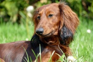 Grooming Long-Haired Dachshunds: The Essential Guide with Photos