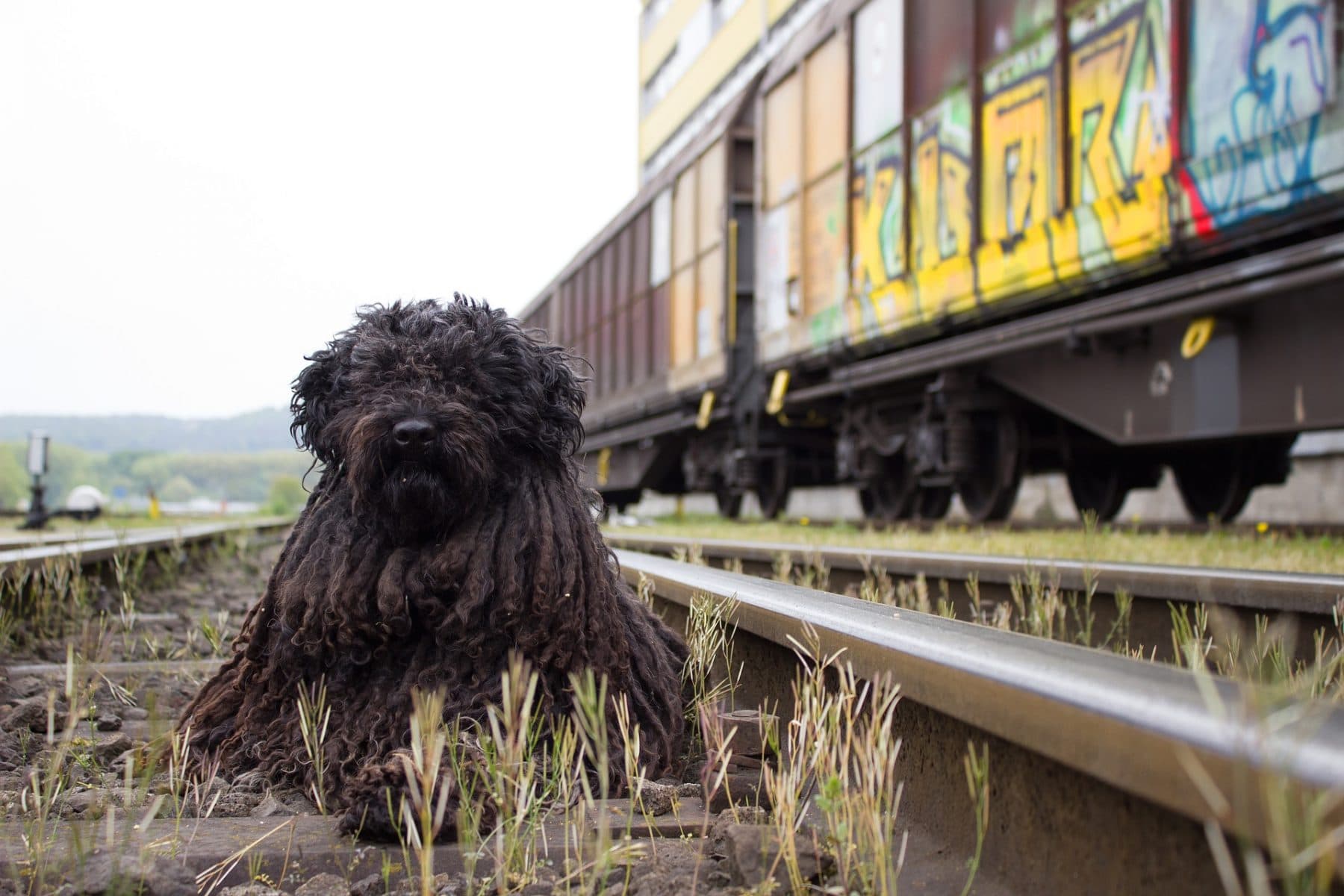 Can I Take My Dog on Amtrak? | The Dog People by Rover.com
