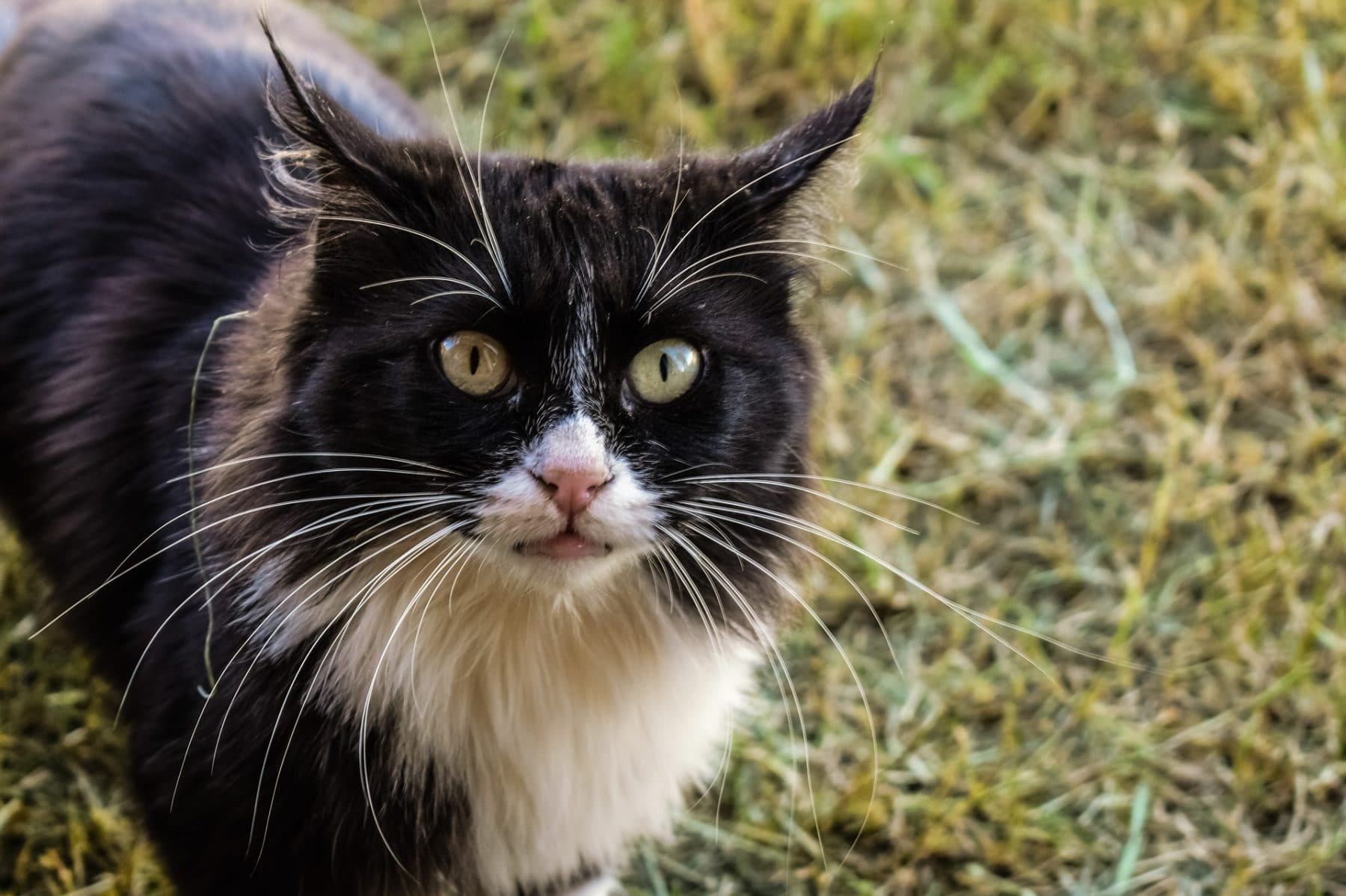 Feral Cats: How to Help and Resources for Community Cats
