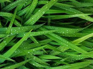 Cat Grass: How To Grow It & Why Your Cat Will Like It