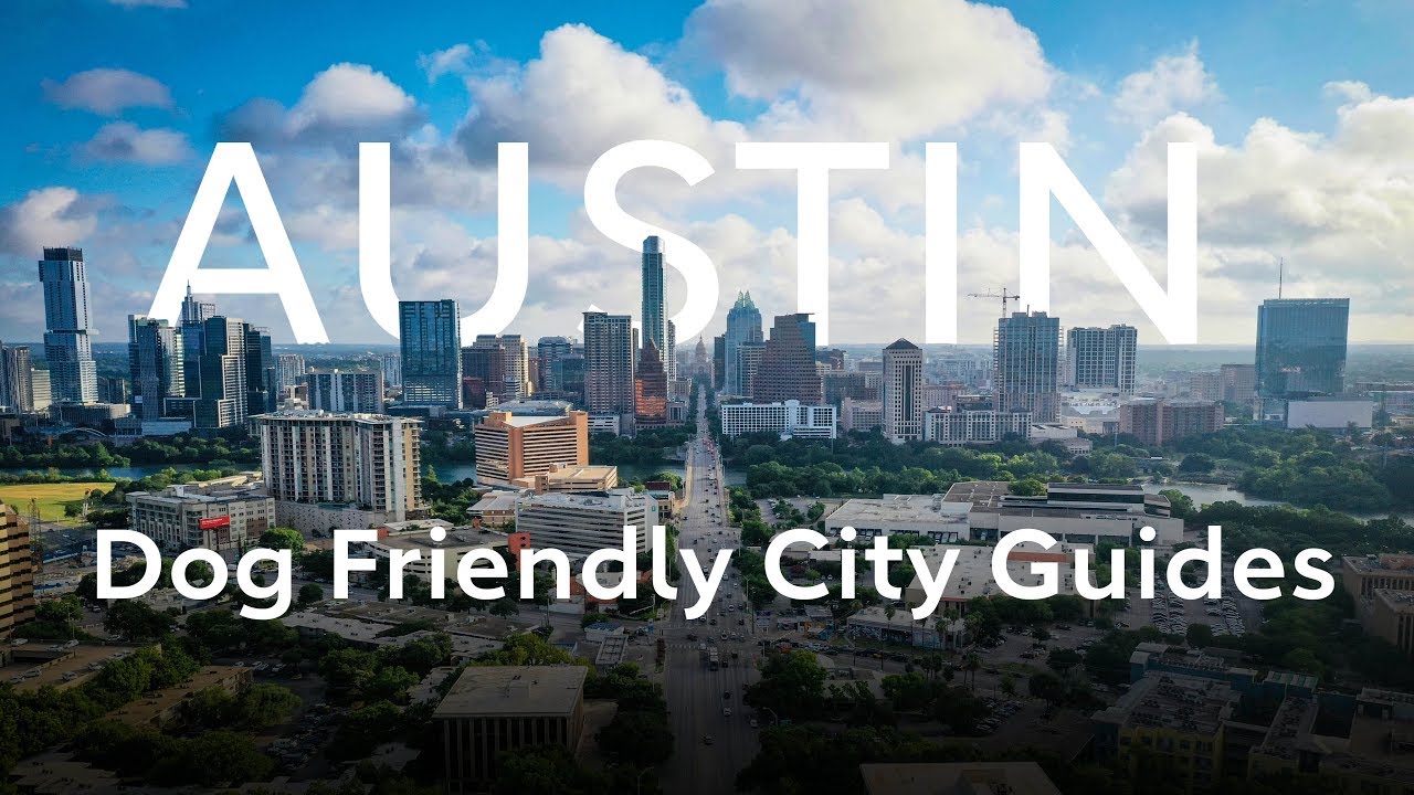 Dog's Day Out in Austin: Your Complete Dog-Friendly Guide to the City