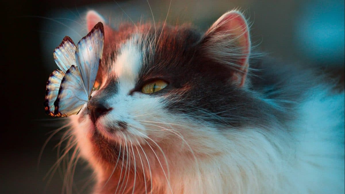 150+ Disney Cat Names: From Princesses to Villains & Sidekicks